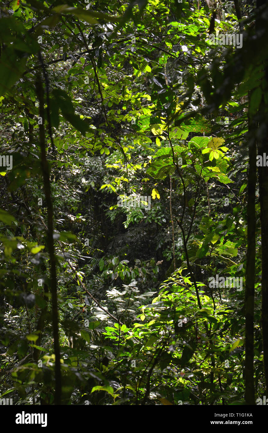 Rainforest Ecuador Jungle Stock Photo - Alamy