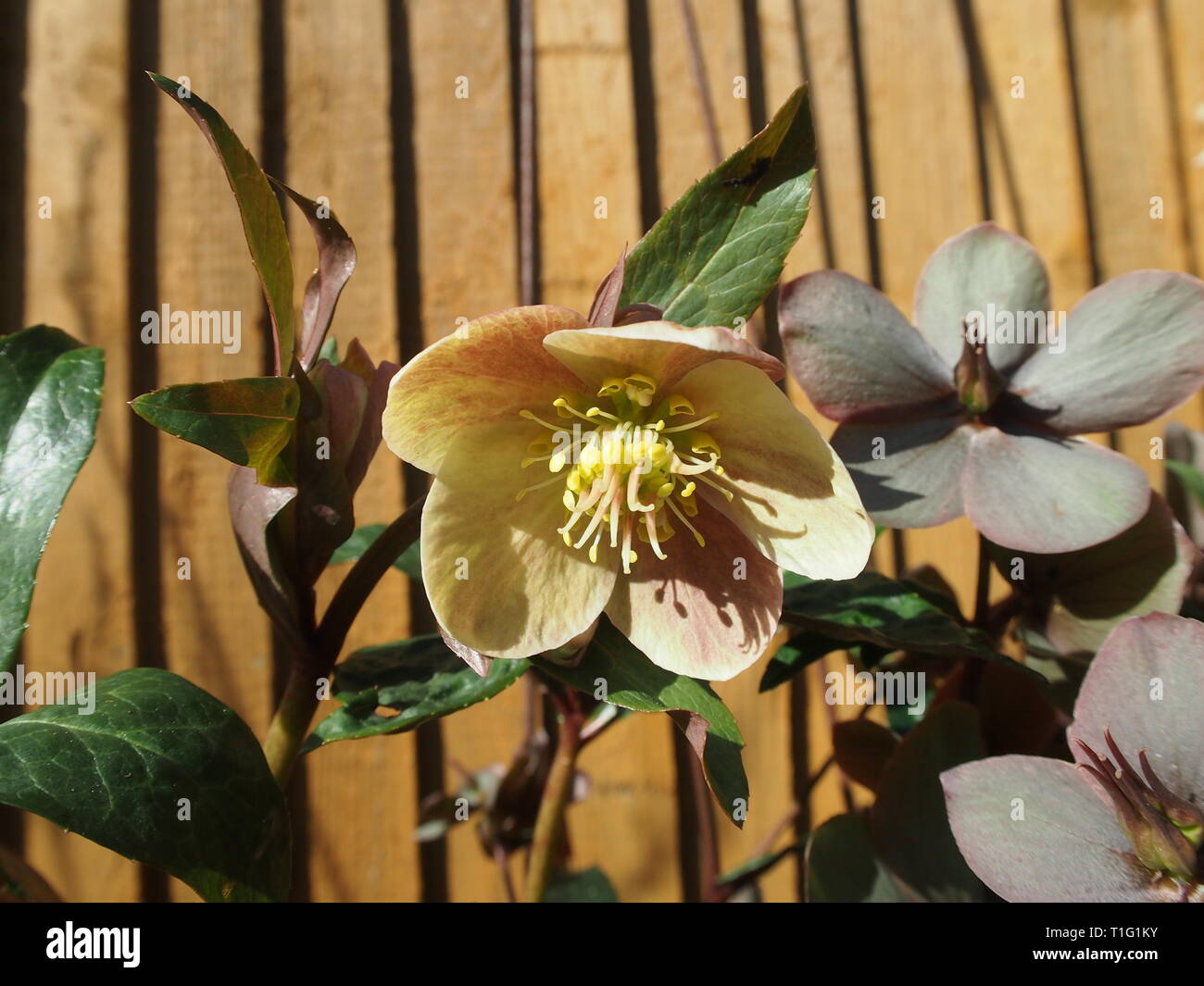 Open hellebore flower hi-res stock photography and images - Alamy