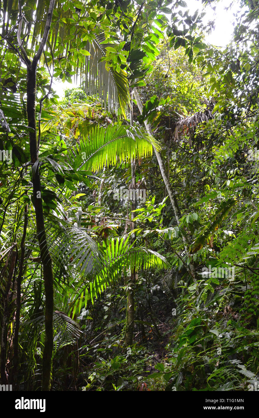 Rainforest Ecuador Jungle Stock Photo - Alamy
