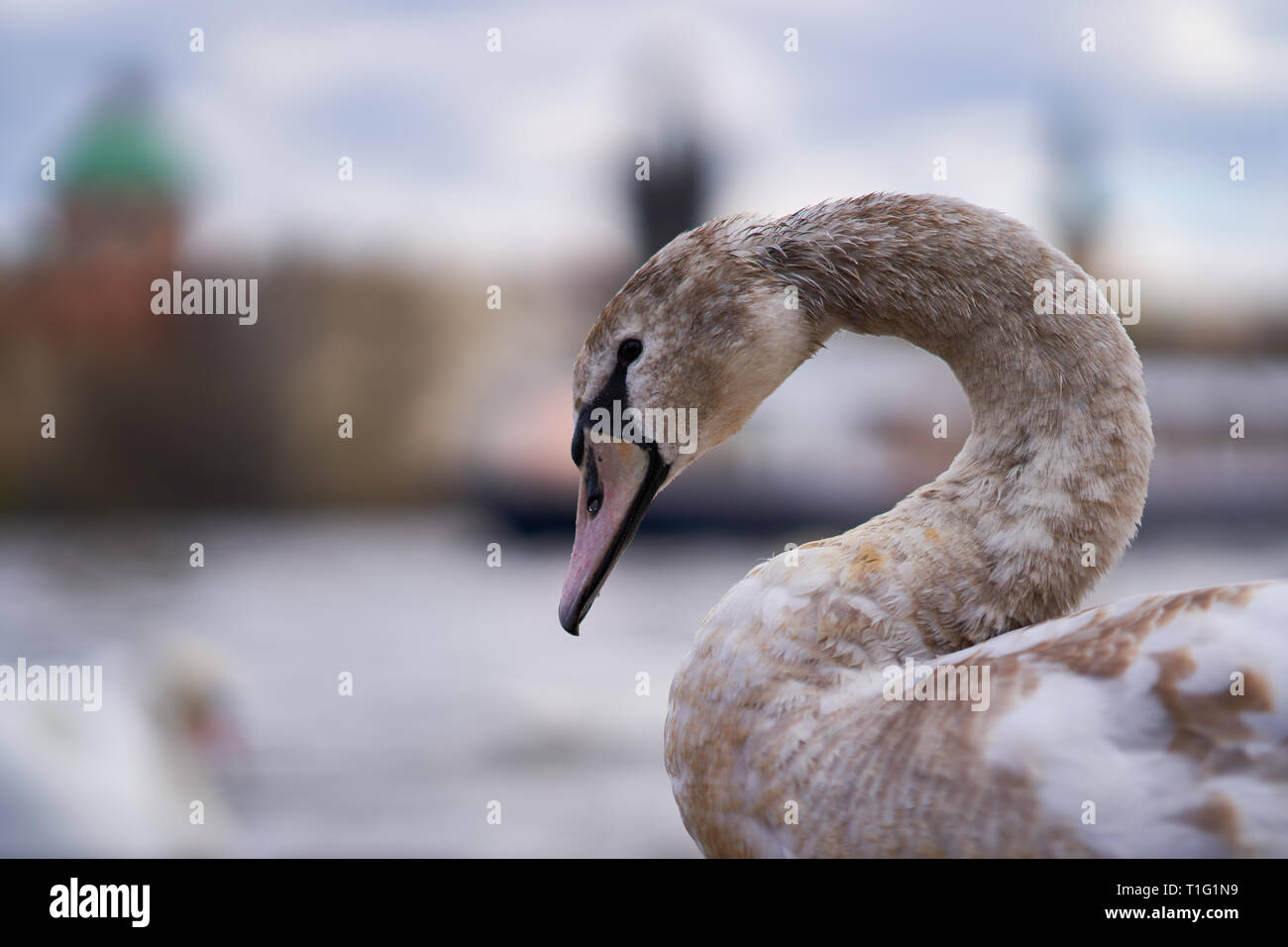 Swan portrait detail Stock Photo - Alamy