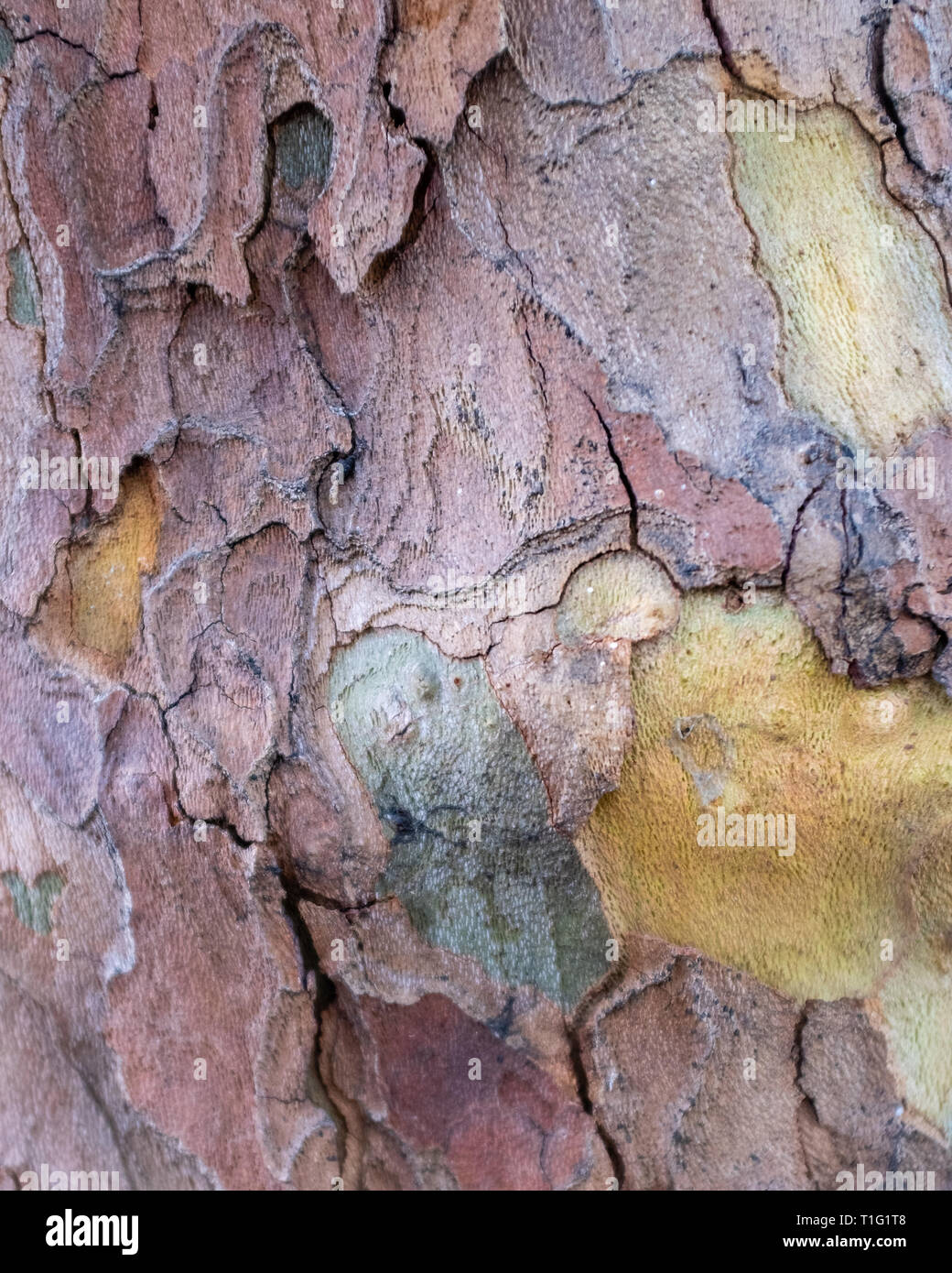 The trunk of a tree in autumn Stock Photo - Alamy