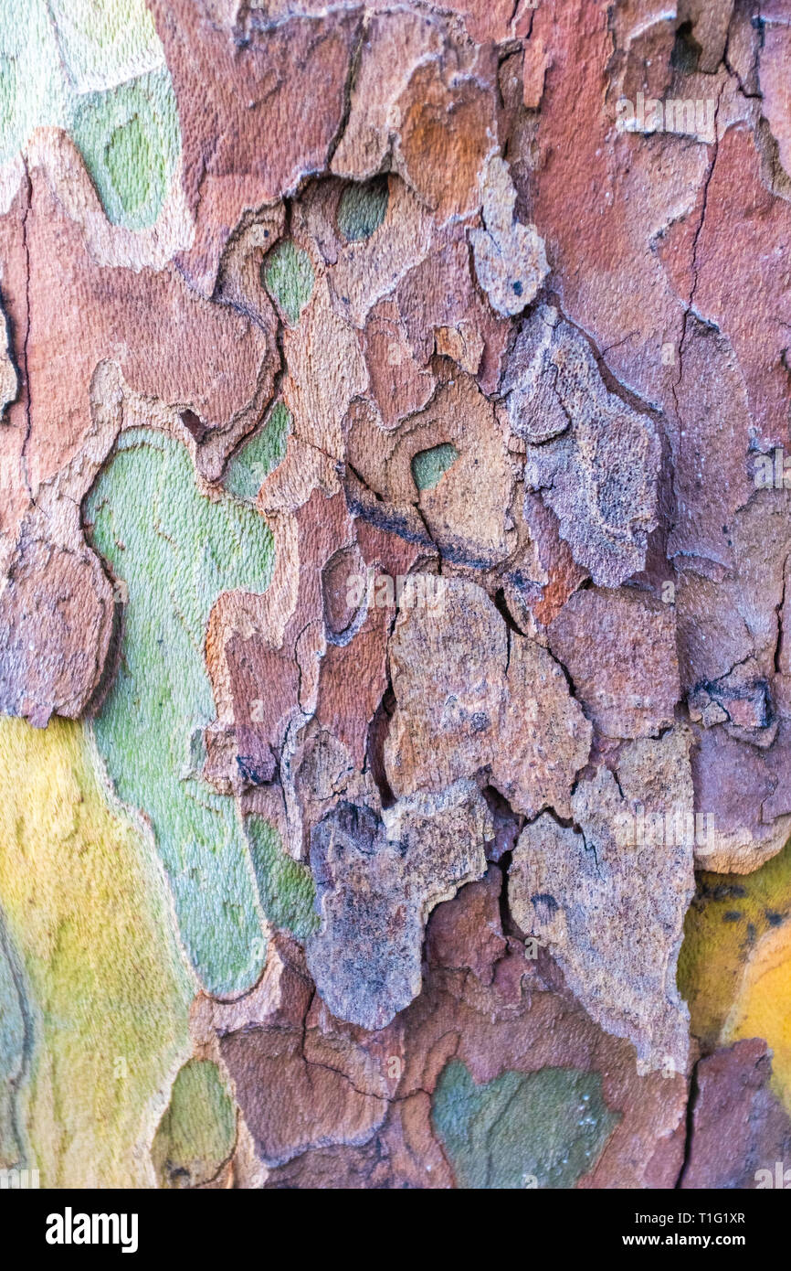 The trunk of a tree in autumn Stock Photo - Alamy