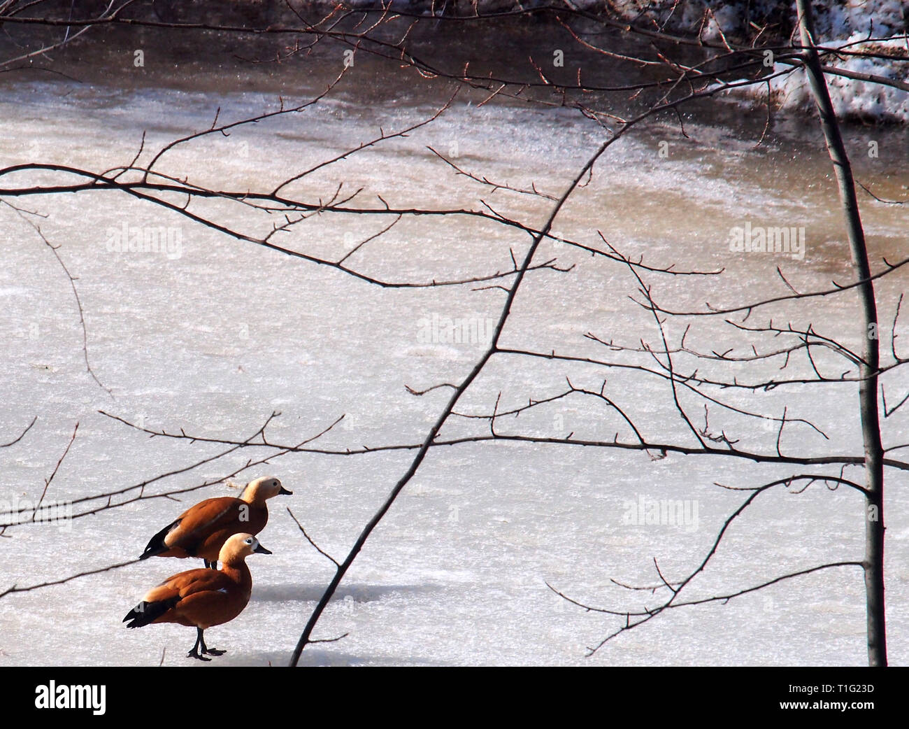 A pair of ducks walking on the ice of a frozen pond. Birds Stock Photo ...