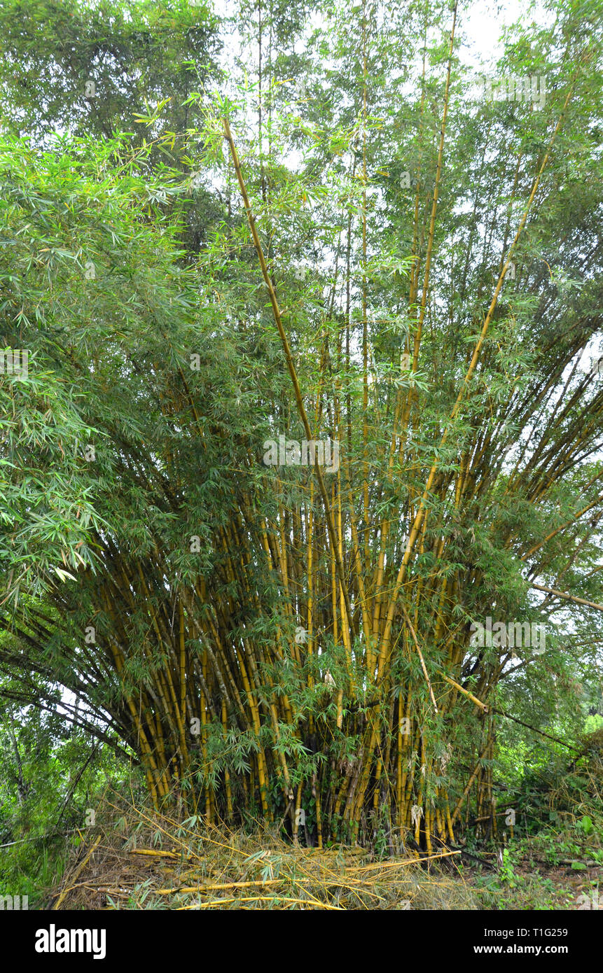 Rainforest Ecuador Jungle Stock Photo - Alamy