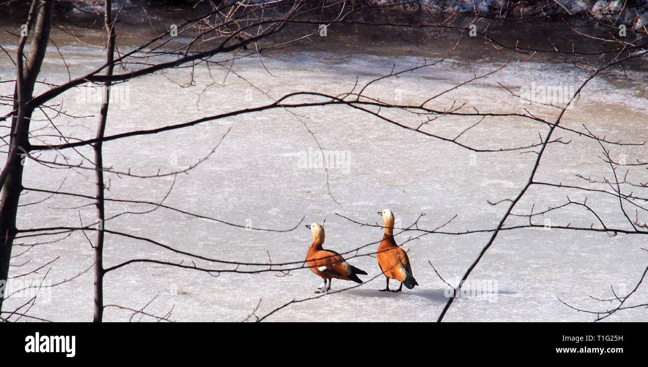 A pair of ducks walking on the ice of a frozen pond. Birds Stock Photo ...