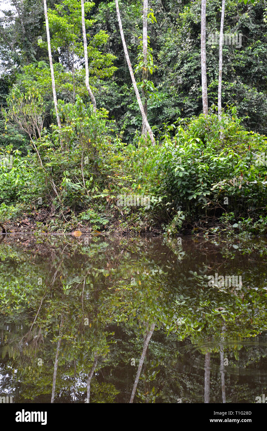 Rainforest Ecuador Jungle Stock Photo - Alamy