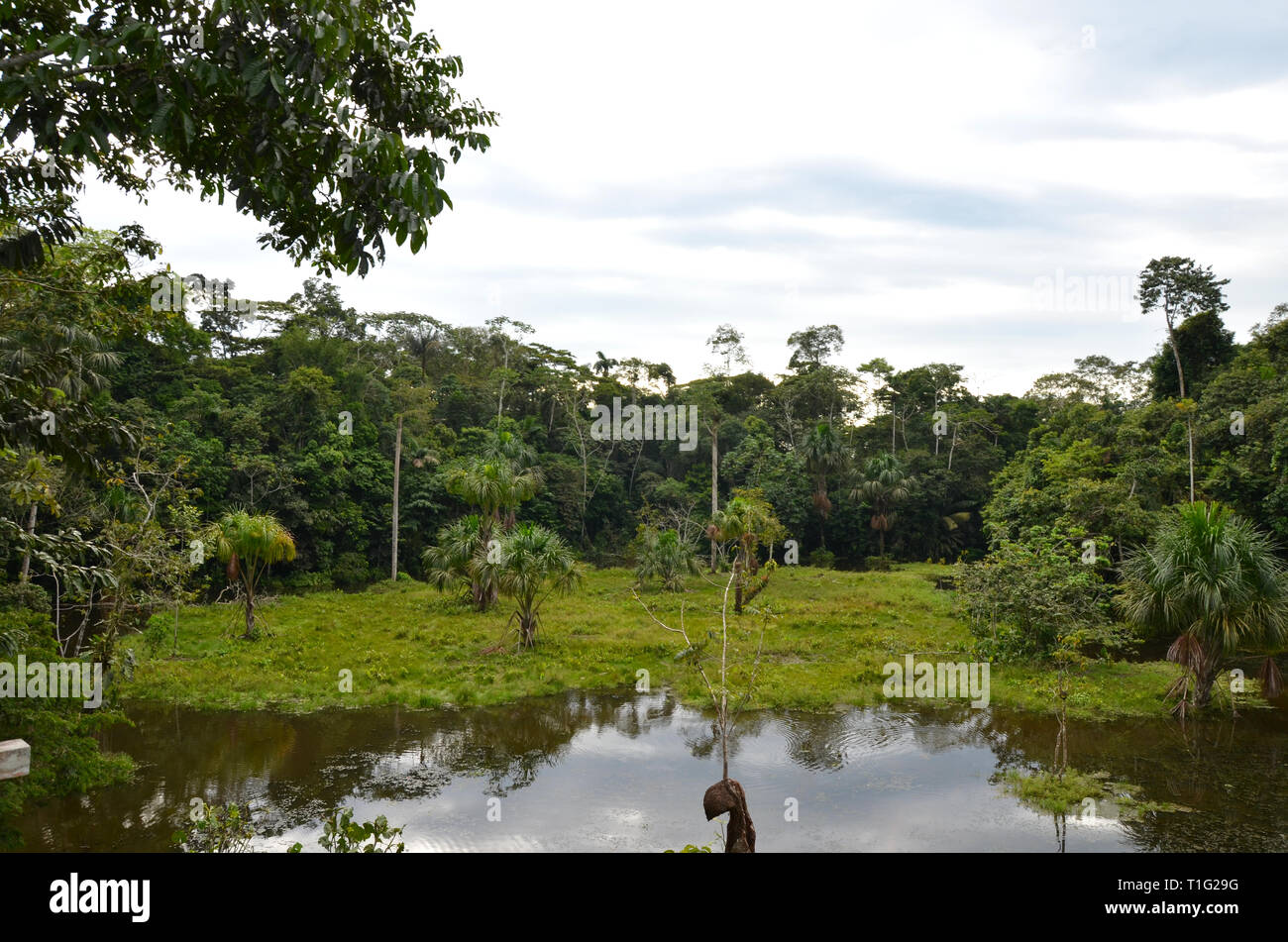 Flora fauna ecuador hi-res stock photography and images - Alamy