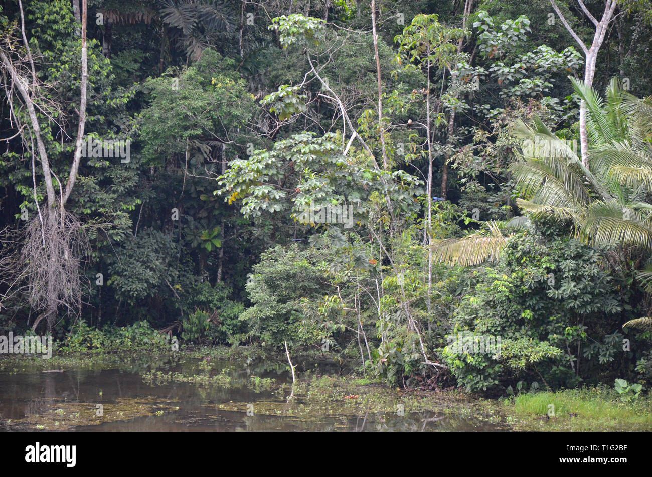 Rainforest Ecuador Jungle Stock Photo - Alamy