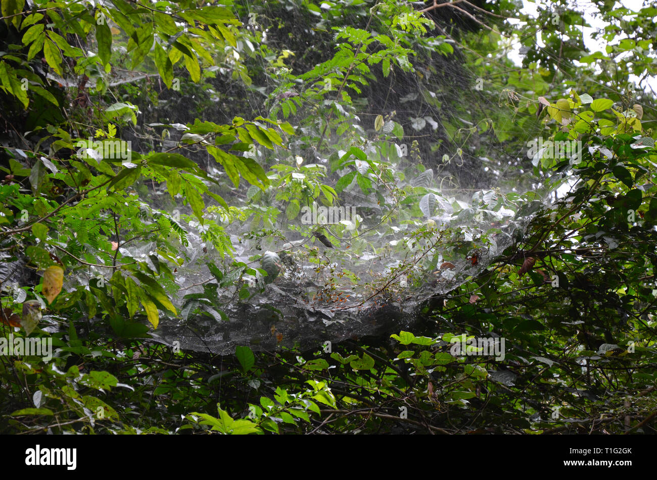 Spider Net Rainforest Ecuador Jungle Stock Photo - Alamy