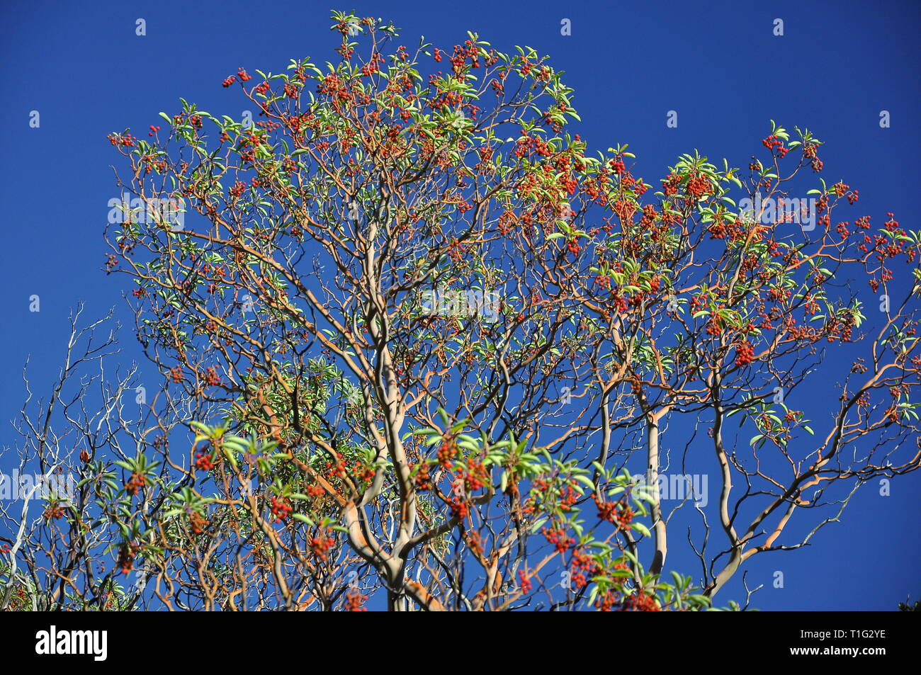 Plant of arbutus andrachne hi-res stock photography and images - Alamy