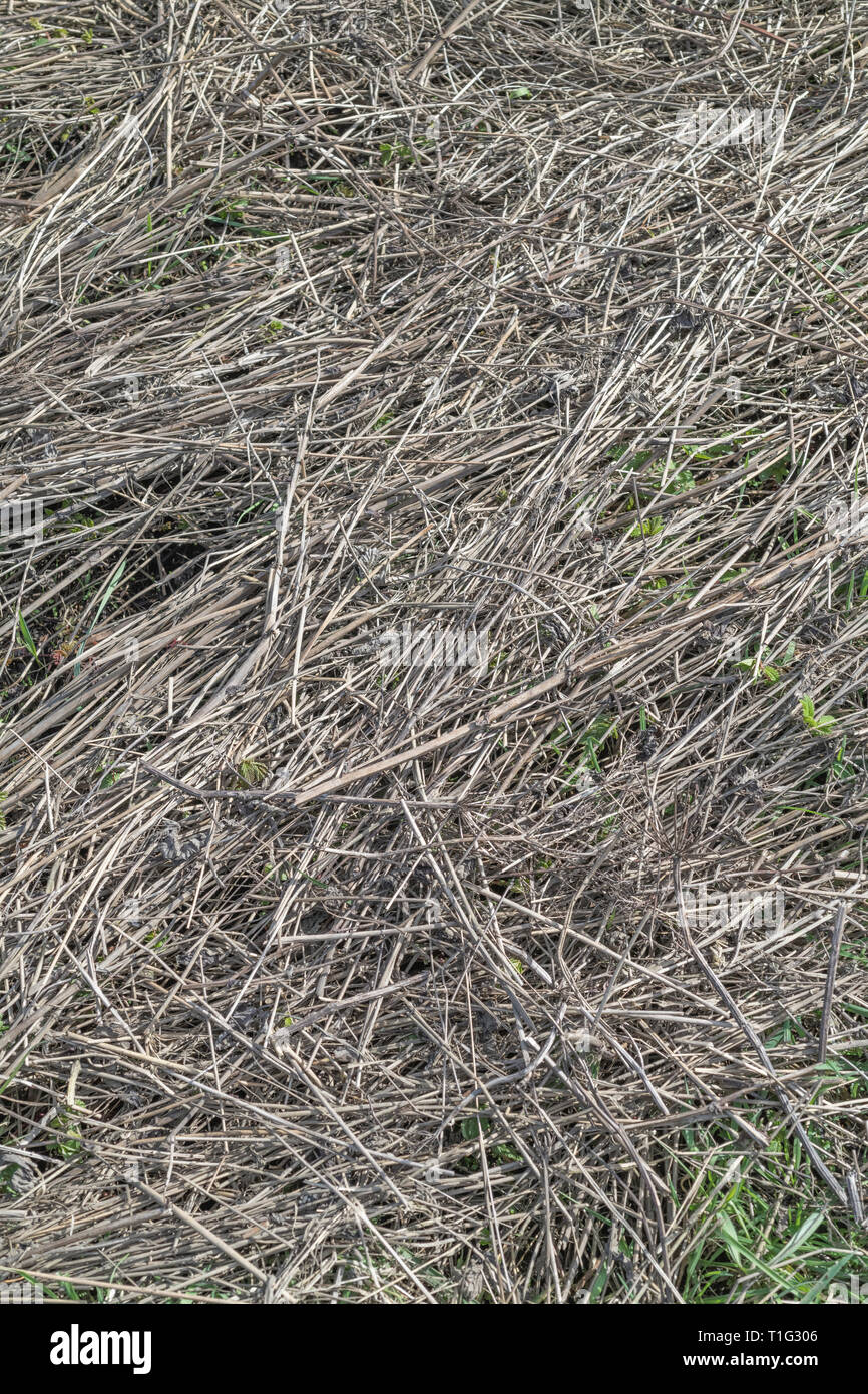 Dead water dropwort hi-res stock photography and images - Alamy