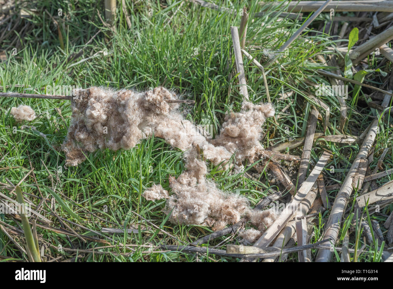 Dsintegrating flower head of Greater Reedmace / Cats-Tail / Bulrush ...