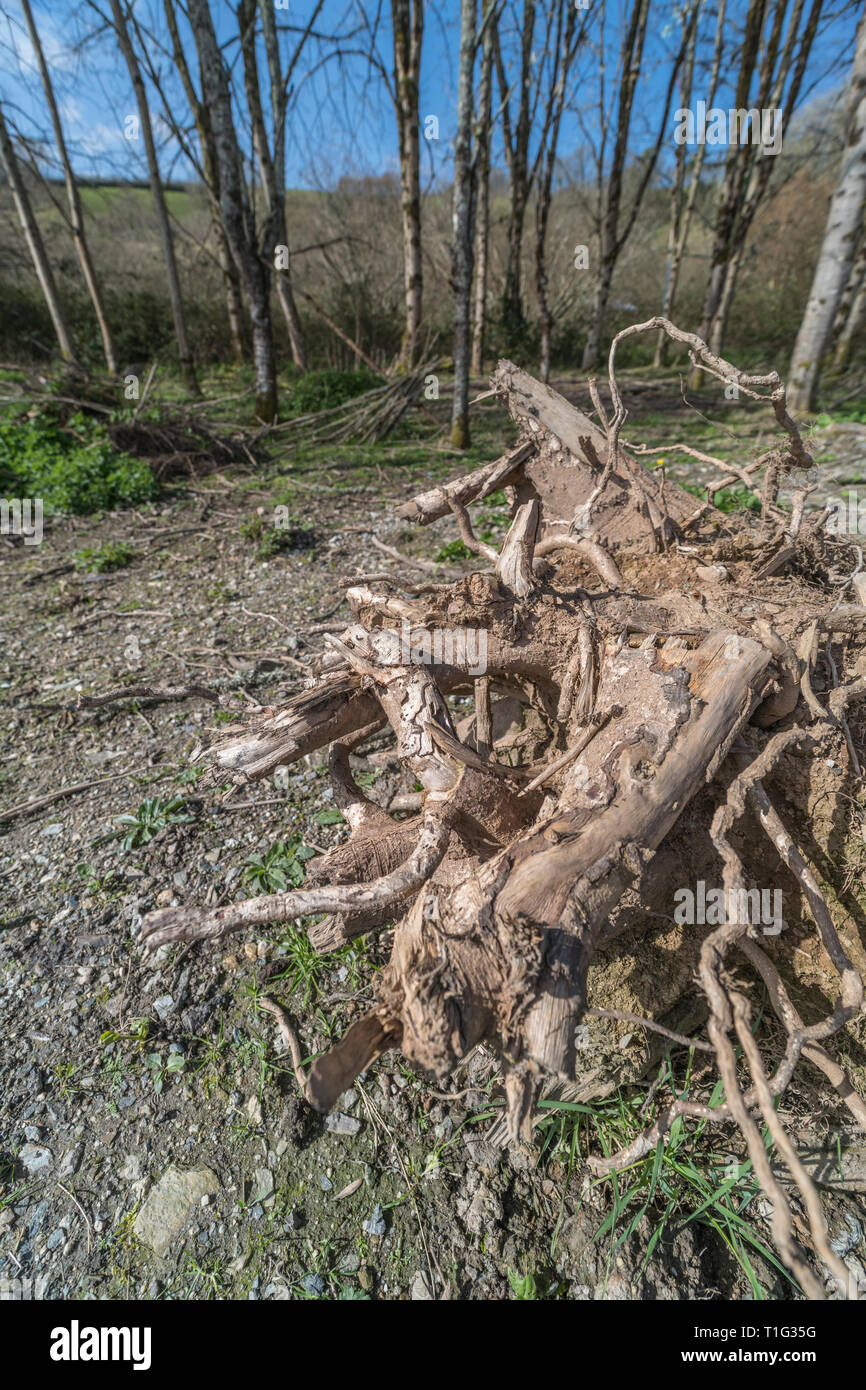 Upturned tree exposing the root system Stock Photo - Alamy