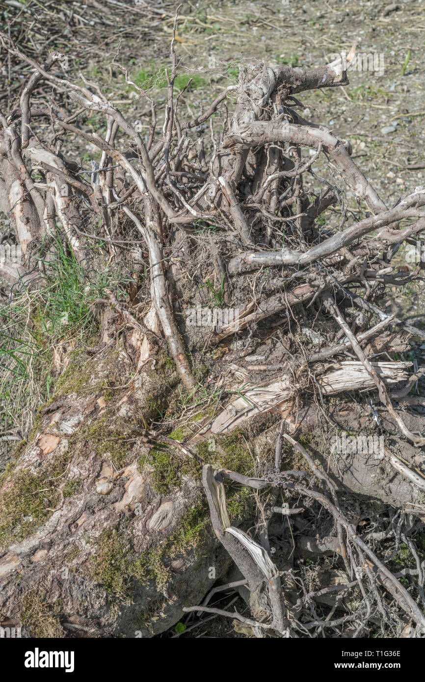 Upturned tree roots hi-res stock photography and images - Alamy