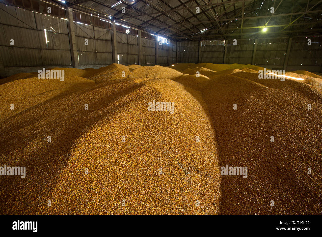 Shelter for storage of corn and grain products. Large heaps of grain ...