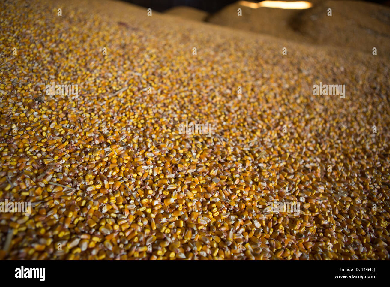 Old Barn Farm Grain Bin High Resolution Stock Photography and Images ...