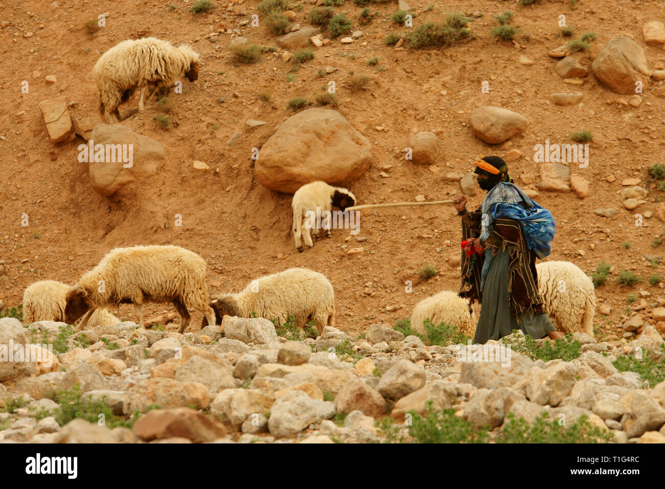 Asian sheep hi-res stock photography and images - Alamy