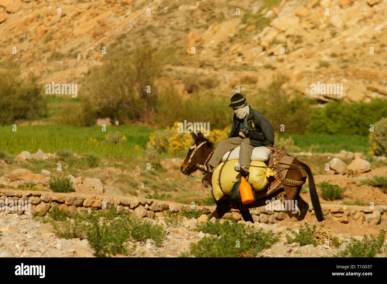 An African man rides on a loaded donkey. Atlas Mountains. Morocco Stock ...