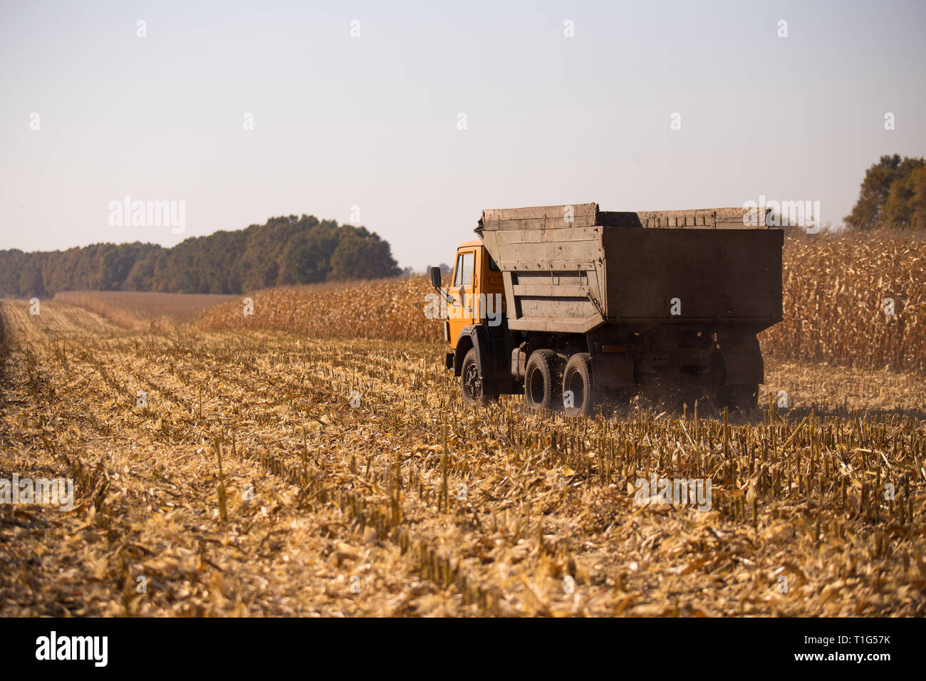 An old retro Soviet truck rides across a field for harvesting against a ...