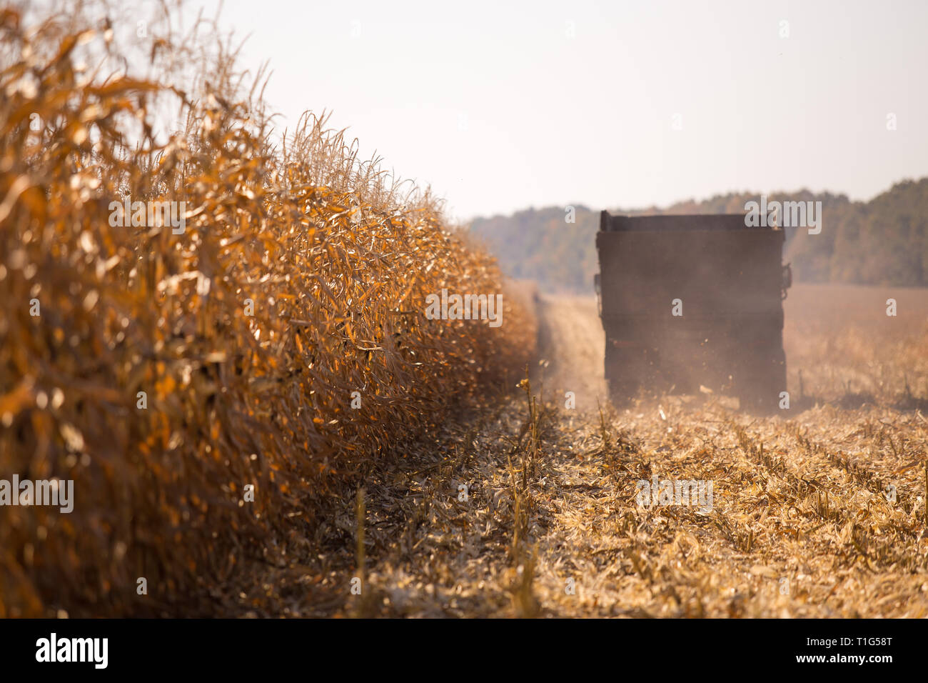 Car rides on wheat field hi-res stock photography and images - Alamy