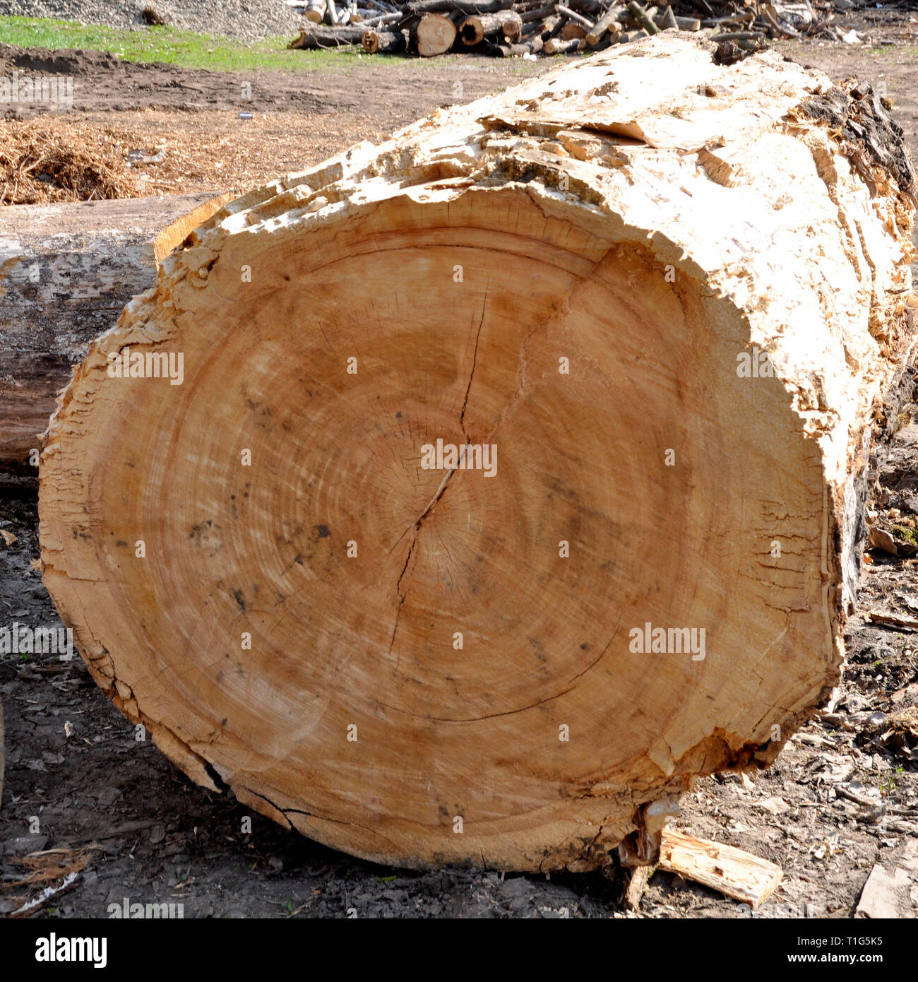 Part of the trunk of a large felled pine trees lying on the ground ...