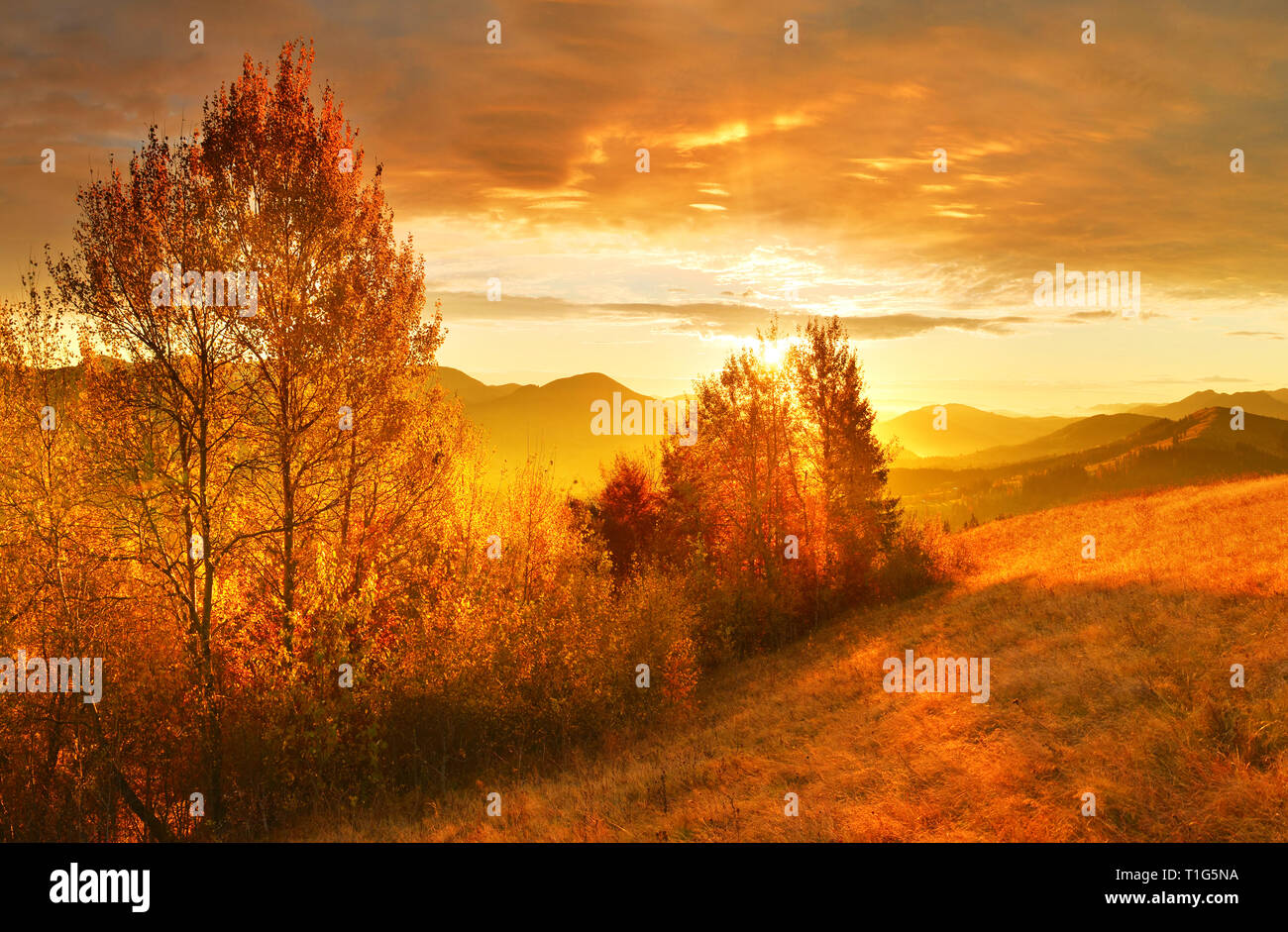 Forest path on an autumn morning hi-res stock photography and images ...