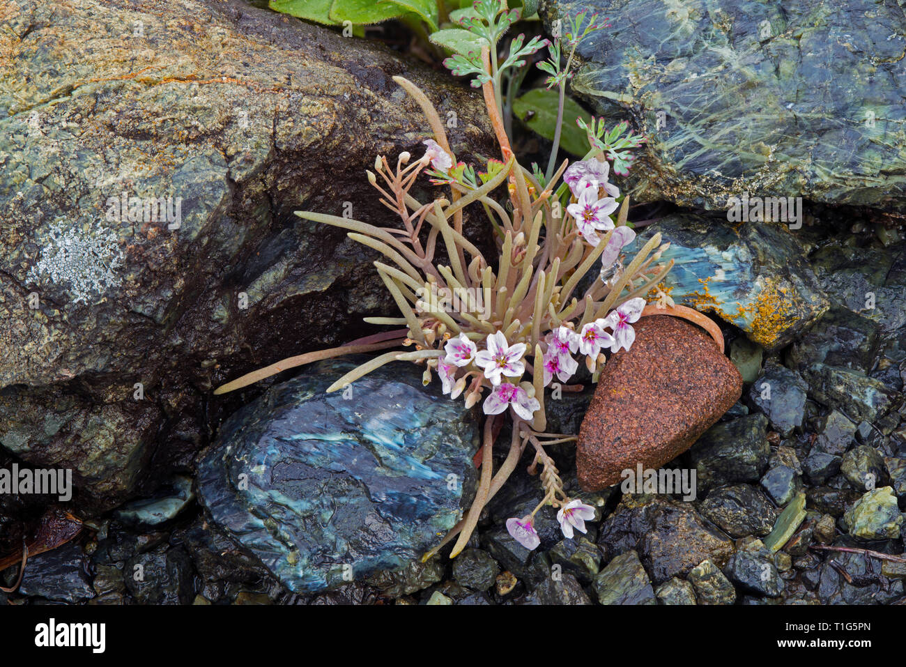 Serpentine-endemic spring beauty wildflowers sprout from serpentine ...