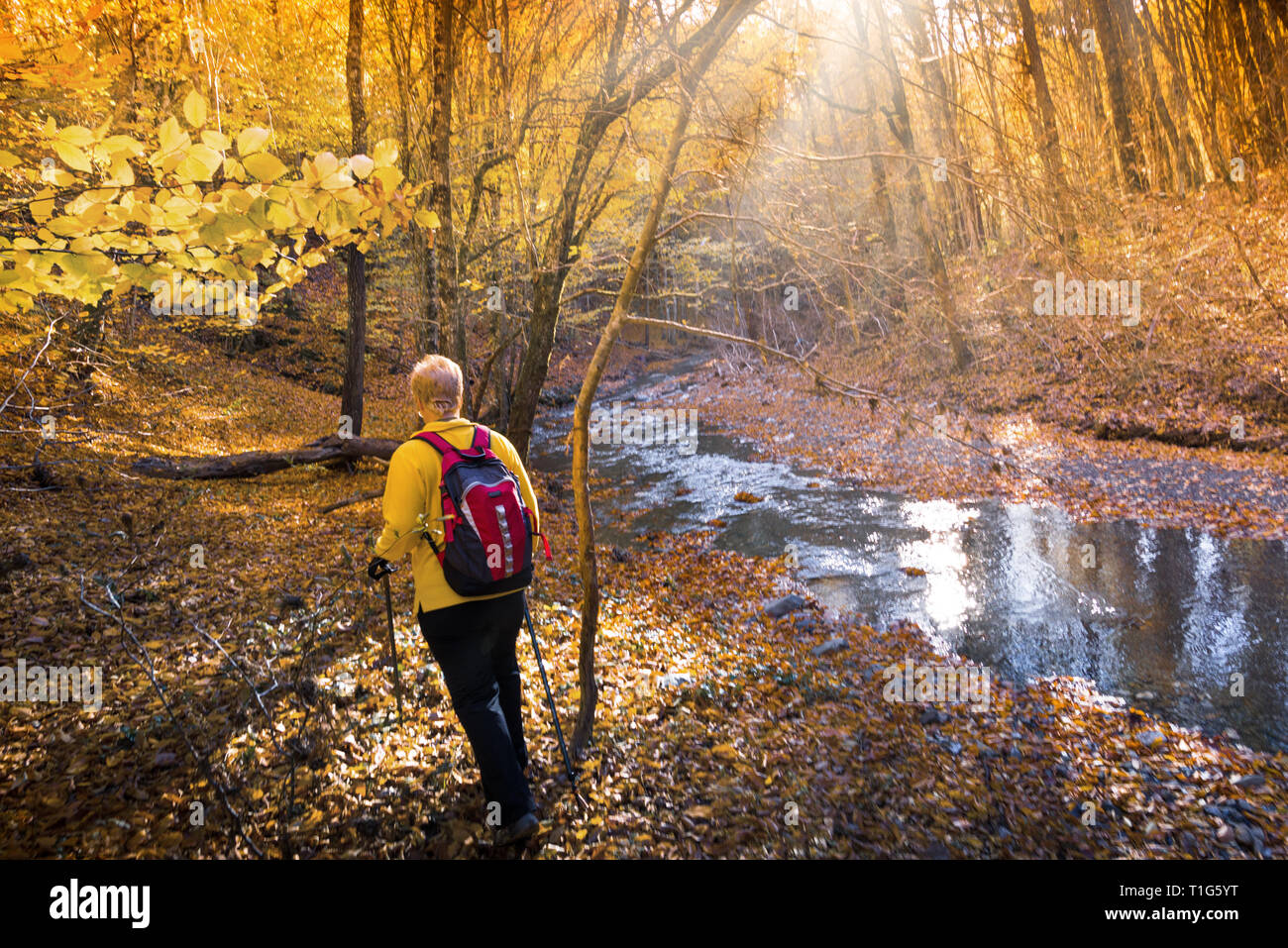 Outdoors in the forest hi-res stock photography and images - Alamy