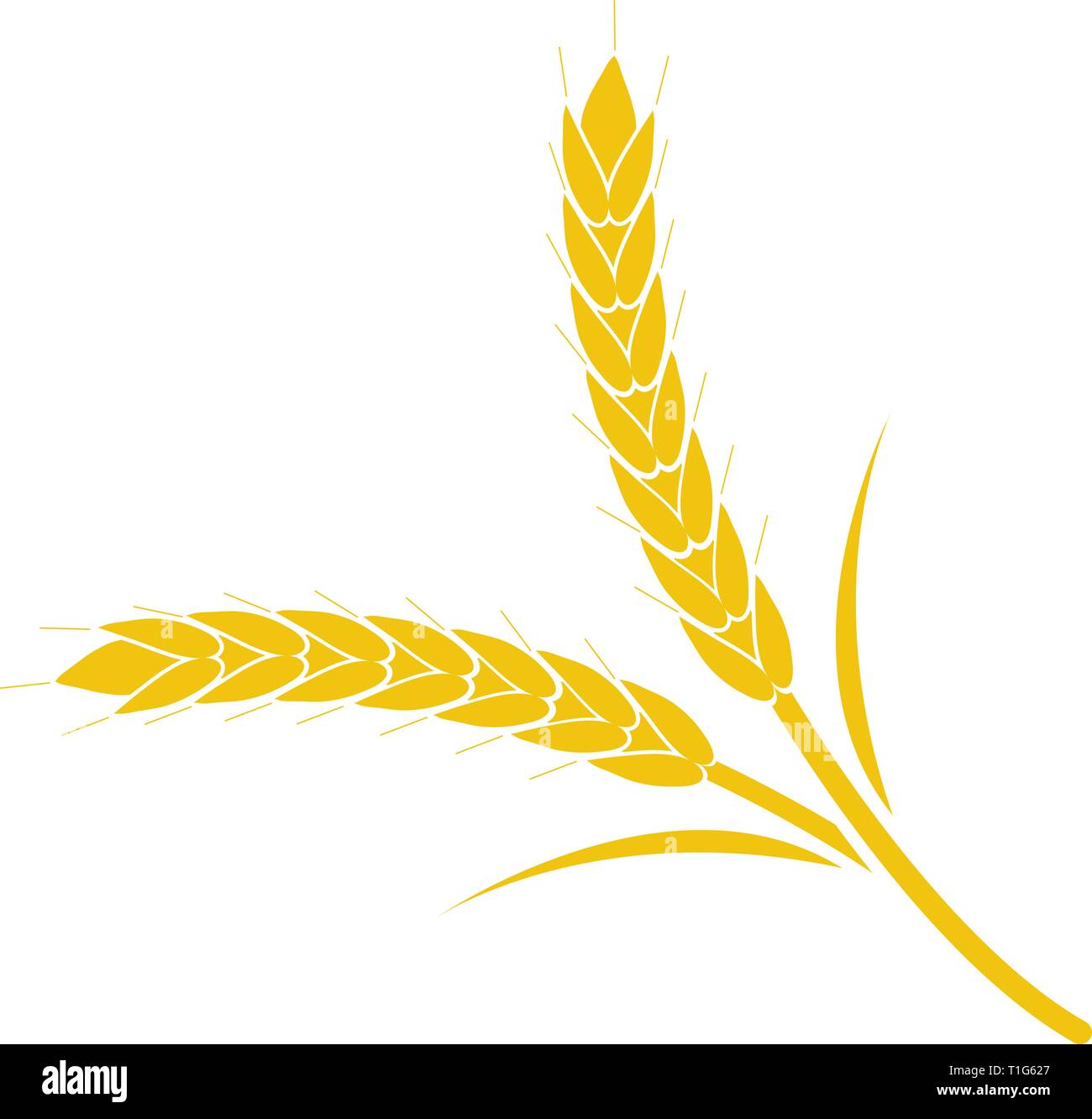 Wheat spike yellow on a white background Stock Vector Image & Art - Alamy