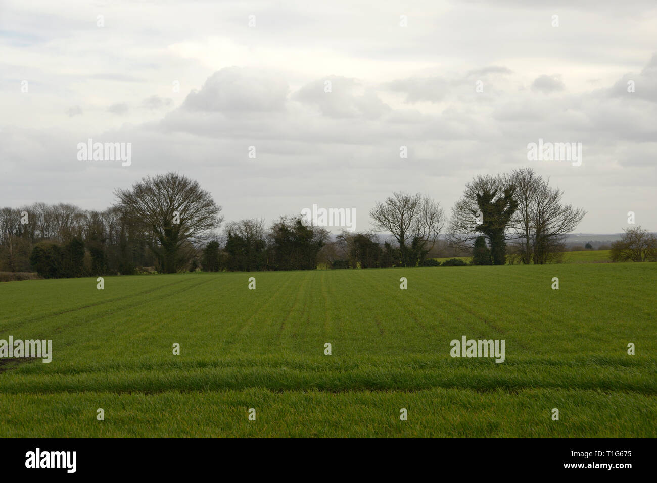 Spring crops, Strelley, Nottingham Stock Photo - Alamy