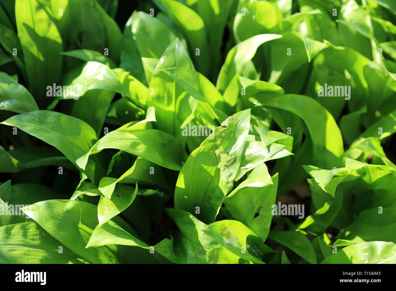Season spring time wild garlic hi-res stock photography and images - Alamy
