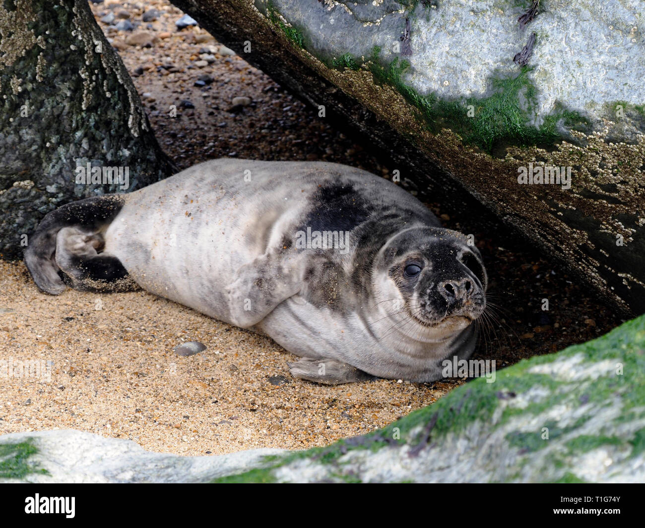 Hooked nosed sea pig hi-res stock photography and images - Alamy
