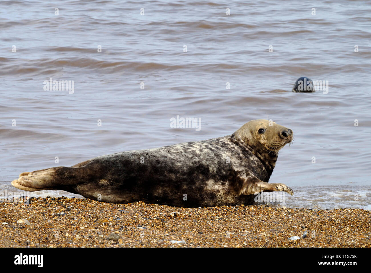 Young male or bull grey seal on Horsey Beach , Norfolk take a keen but ...