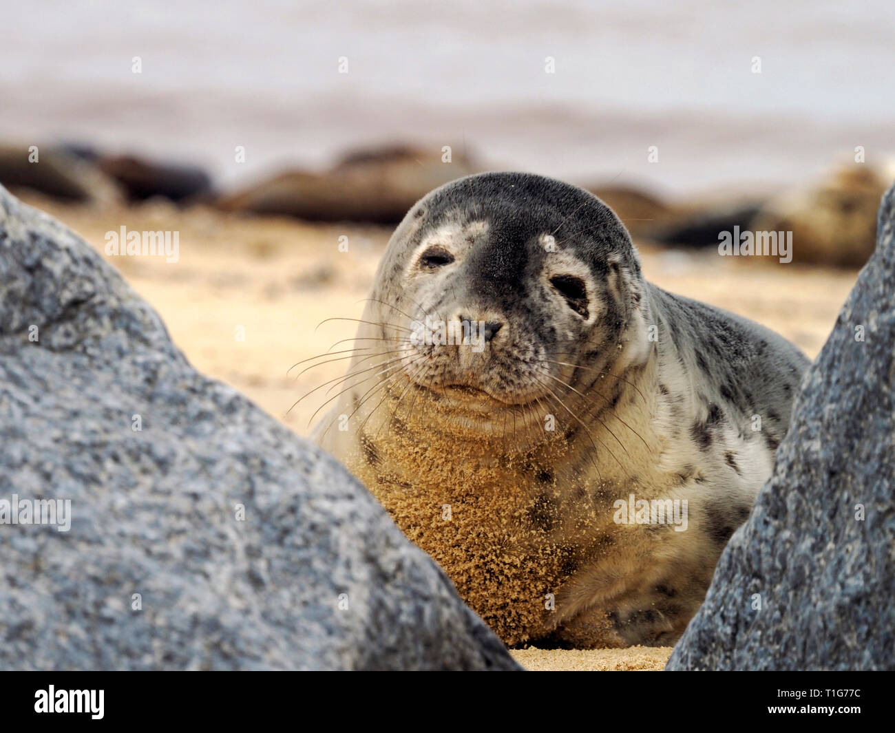 Hooked nosed sea pig hi-res stock photography and images - Alamy