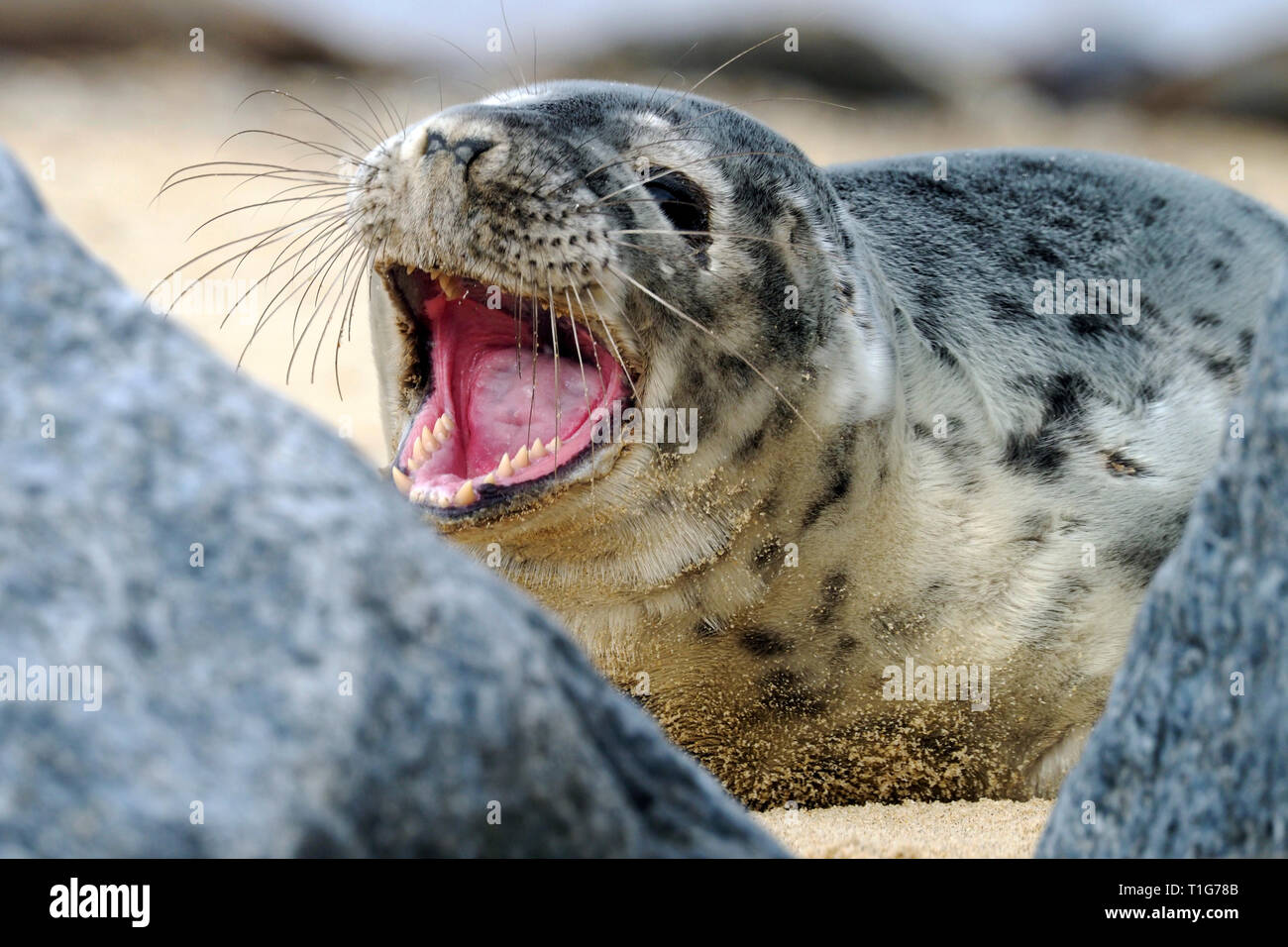 Hooked Nosed Sea Pig High Resolution Stock Photography and Images - Alamy