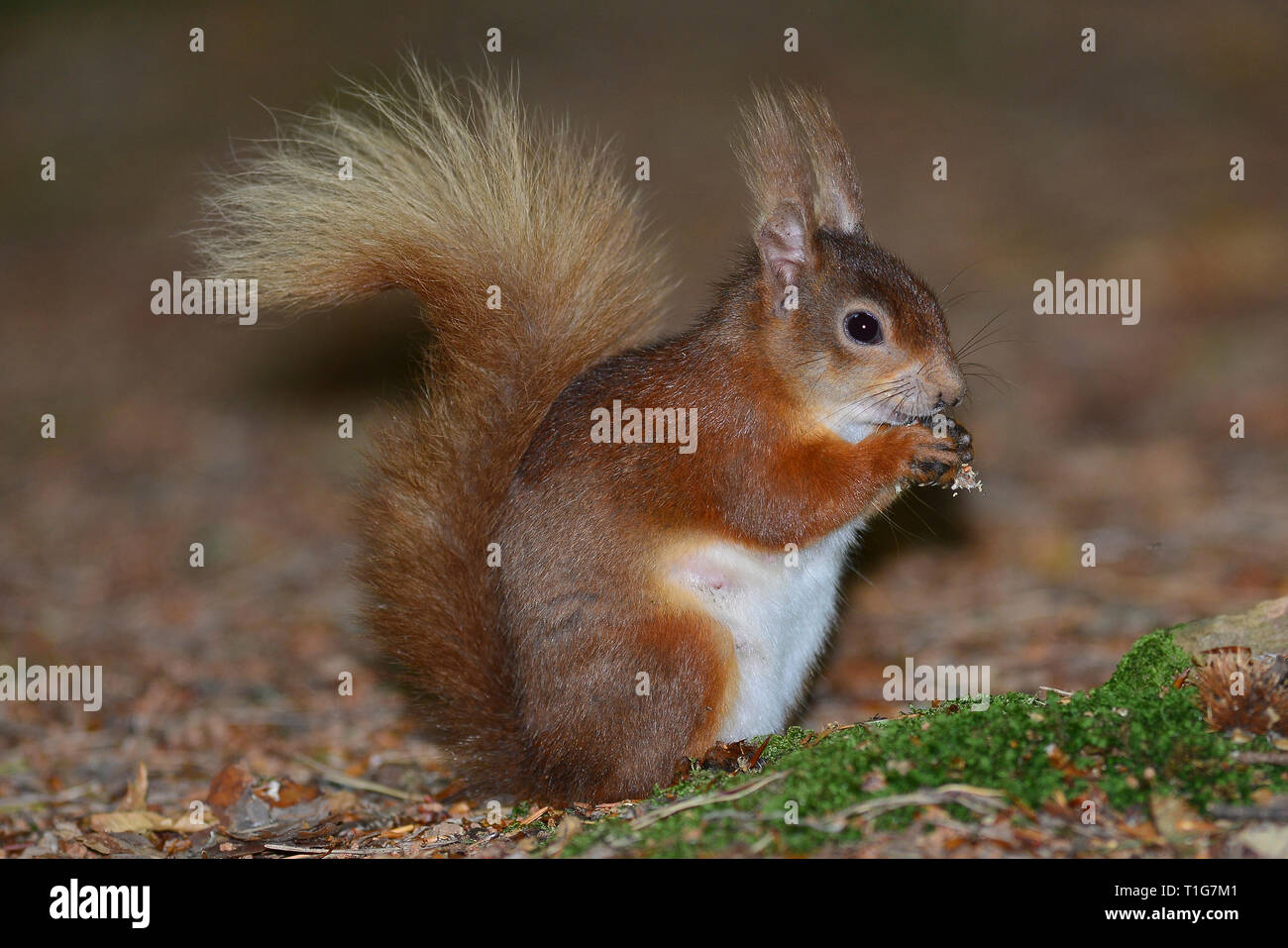 Eurasian red squirrels hi-res stock photography and images - Alamy