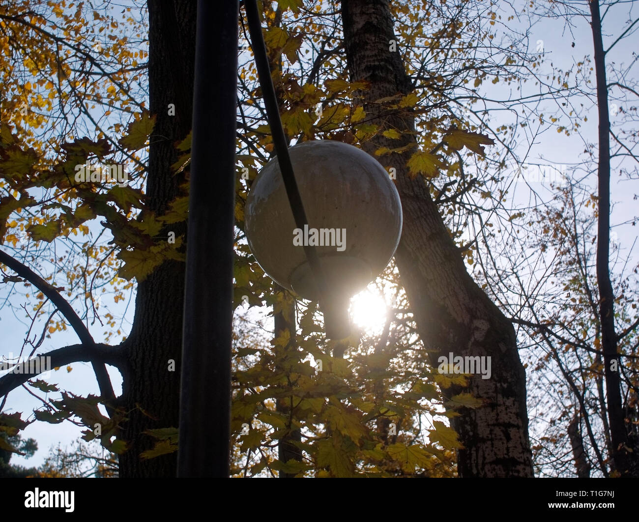 round street lamp on the background of trees, Moscow Stock Photo - Alamy