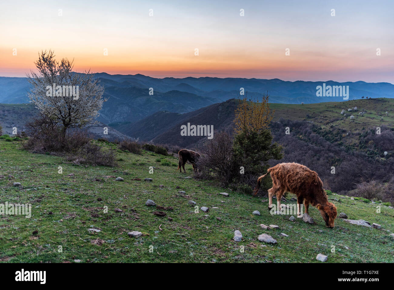 Spring in the mountain, cows in green field Stock Photo - Alamy
