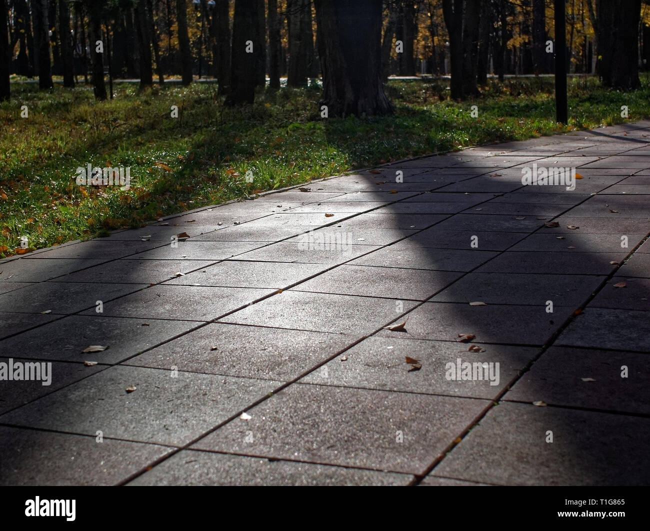 Gold leaf path hi-res stock photography and images - Alamy