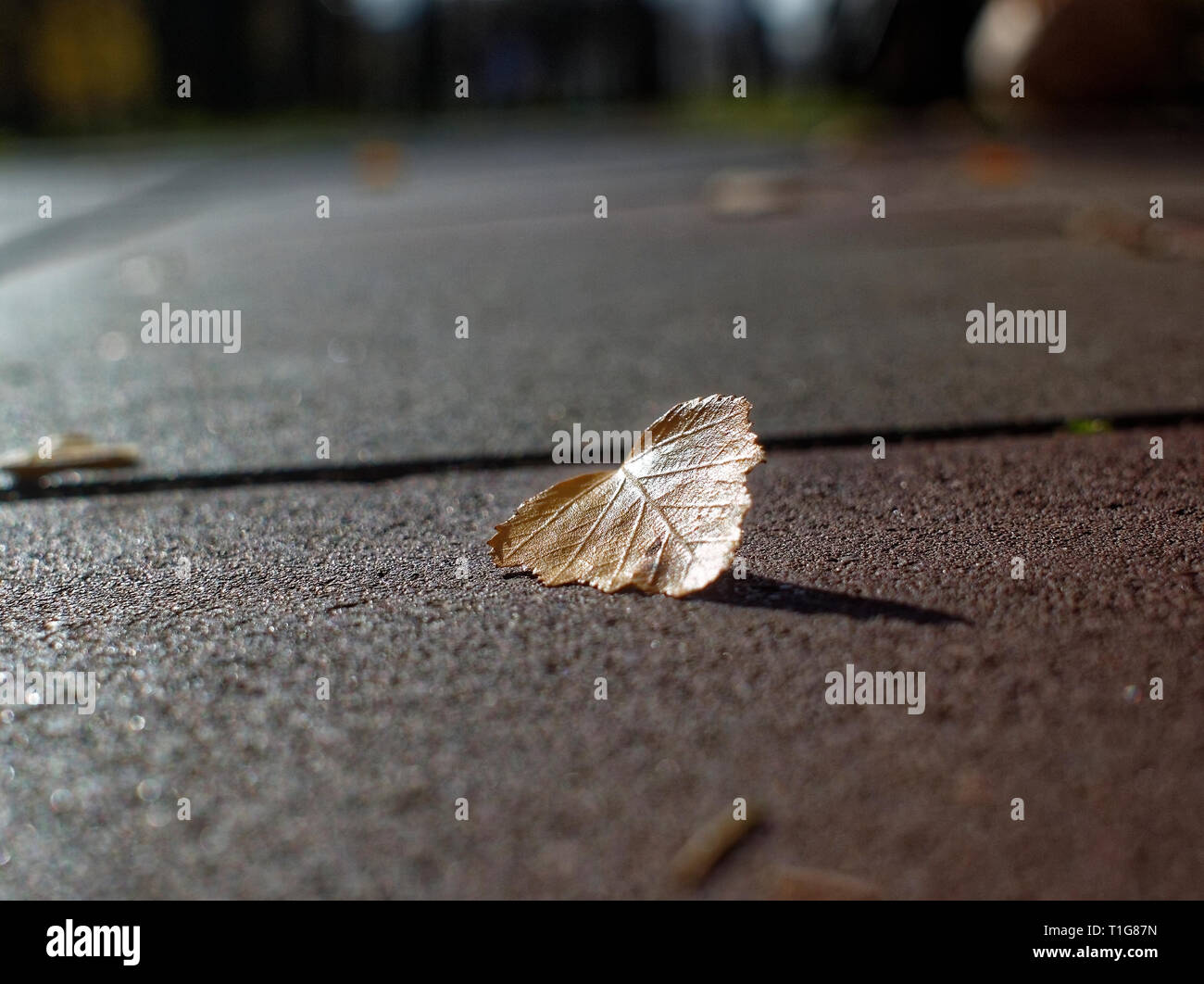 Leaf covered pathway hi-res stock photography and images - Alamy