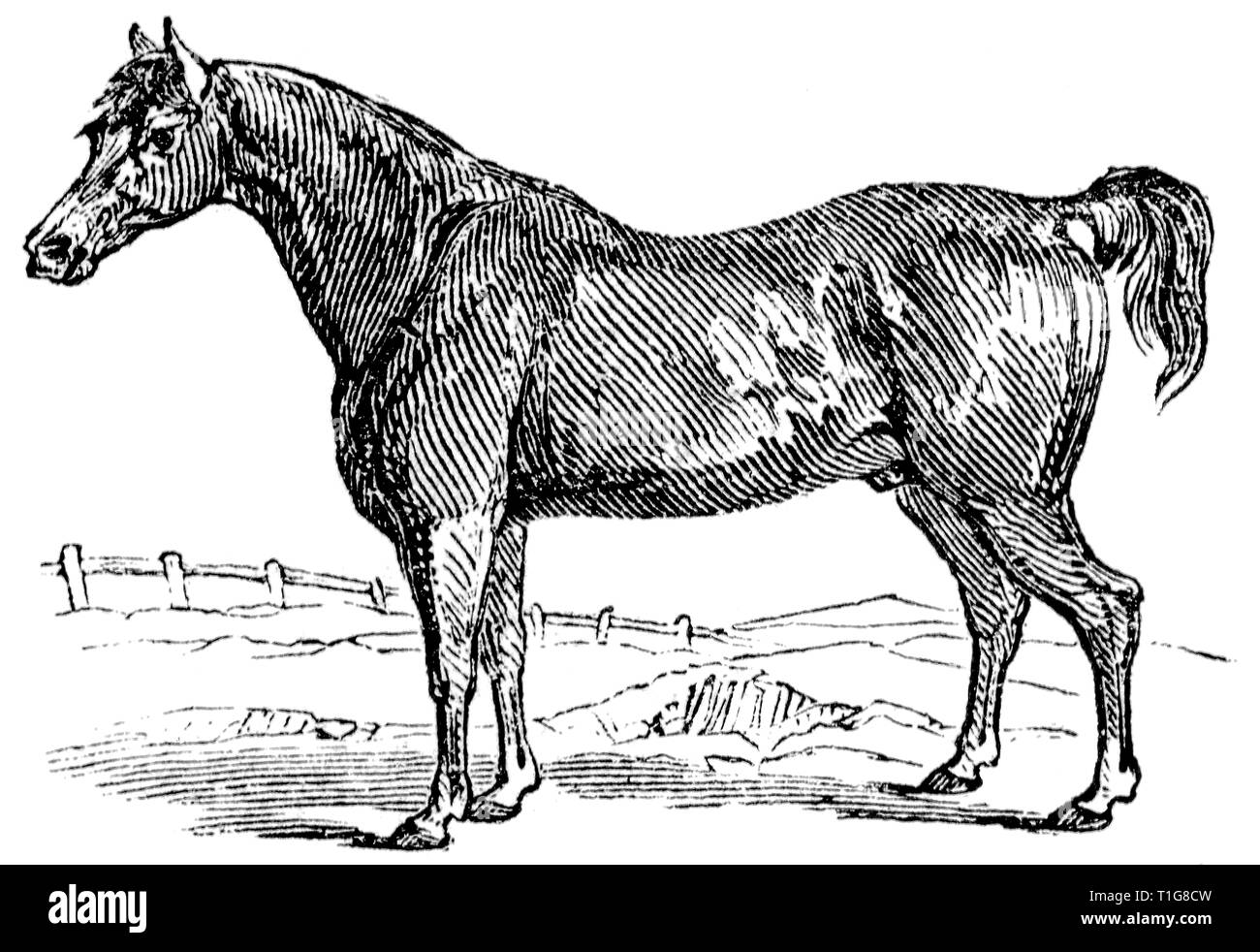 Wood cut engraved illustration, taken from 'The Treasury of Natural ...