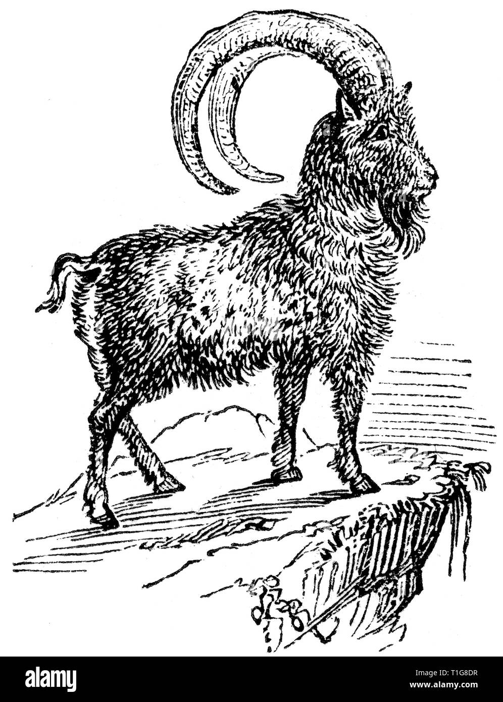 Pyrenean ibex hi-res stock photography and images - Alamy