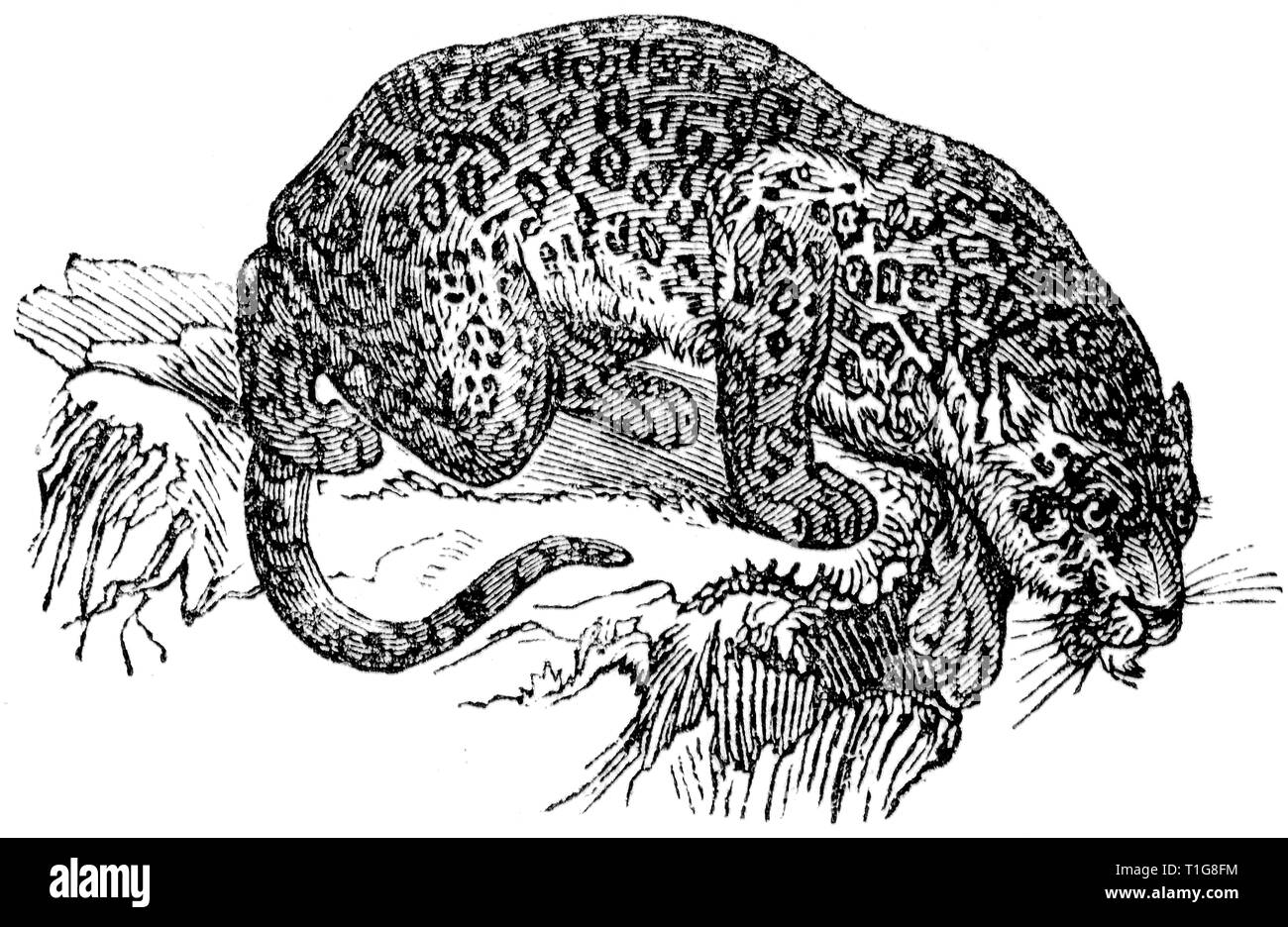 Wood cut engraved illustration, taken from 'The Treasury of Natural ...