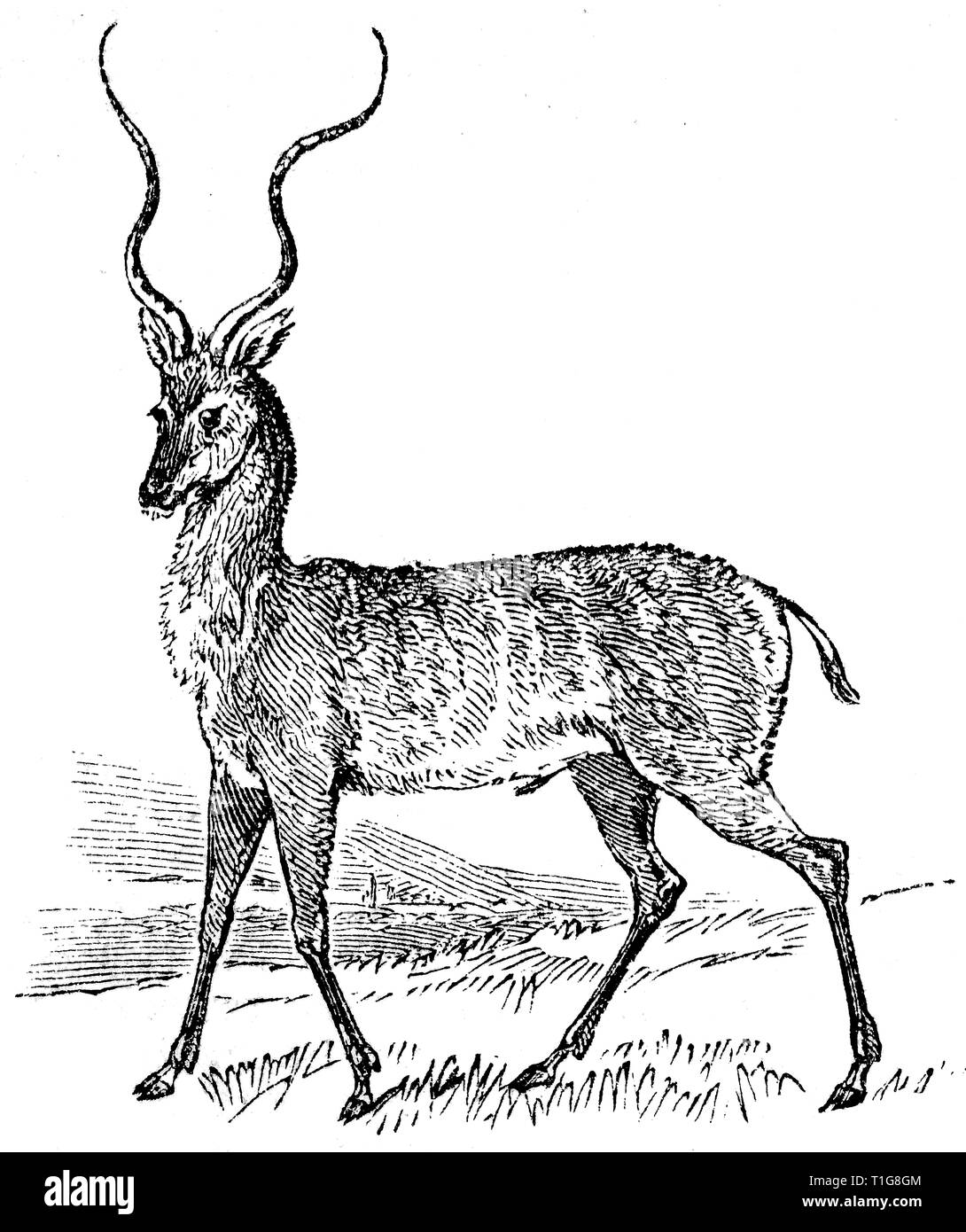 Lesser kudu Cut Out Stock Images & Pictures - Alamy