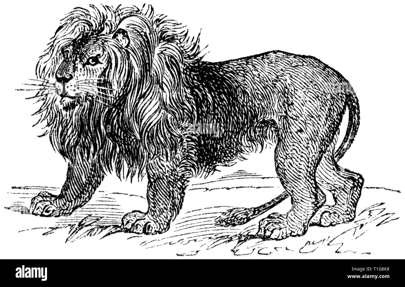 Felis leo lion hi-res stock photography and images - Alamy