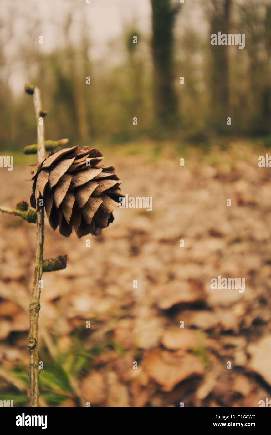 Fallen Pinecones At Rigbsy Nature Reserve Stock Photo - Alamy