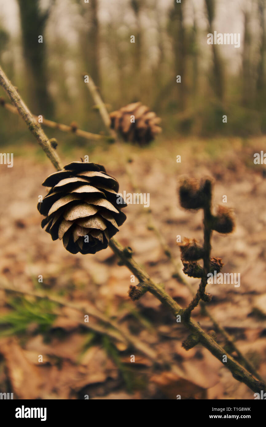 Fallen Pinecones At Rigbsy Nature Reserve Stock Photo - Alamy