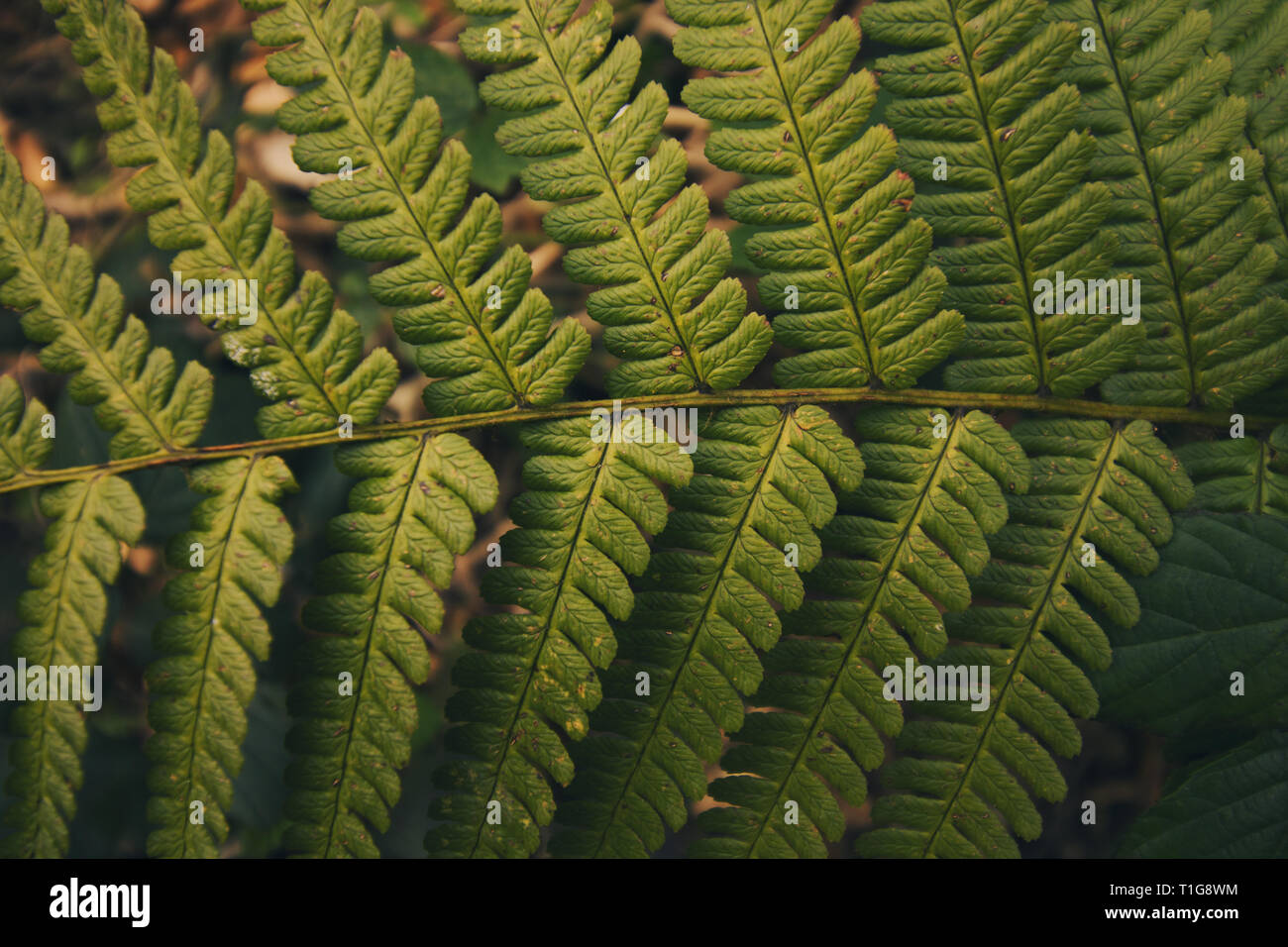 Closeup plants vegetation in nature hi-res stock photography and images ...