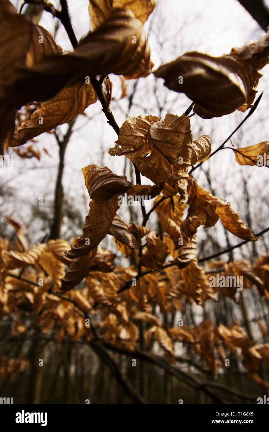 Crumbling Leaves In Rigsby Nature Reserve Stock Photo - Alamy