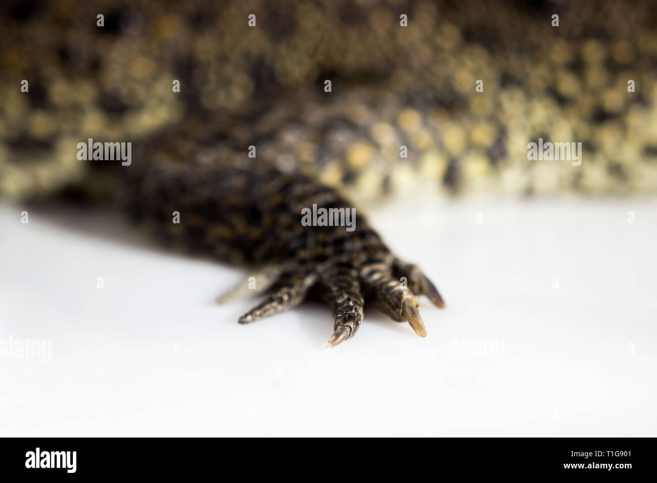 hind paw and claws cub Nile crocodile Crocodylus niloticus on a white ...